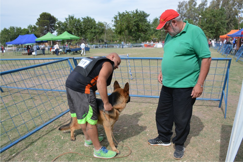 Campeones y Sub-Campeones Nacionales 2017 del Perro Ovejero Alemán que ...